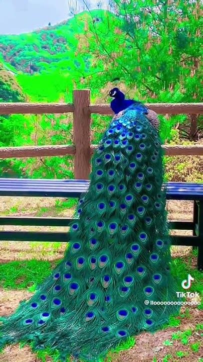 😇ලස්සන මොනර ☝️ Youtube