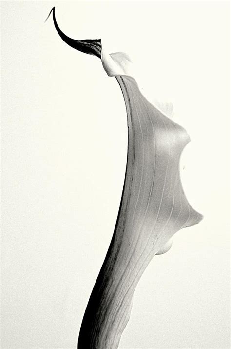 Calla Lily Photograph By Lisa Poulos Williams Fine Art America