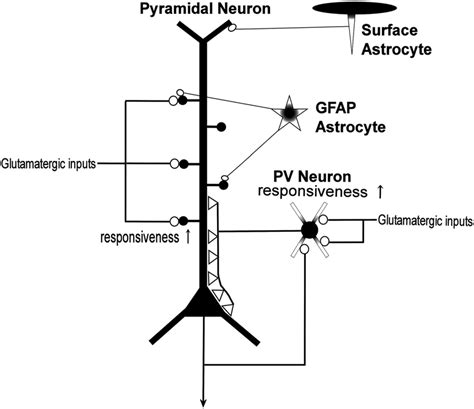 Fig Ure 11 Hypothetical Schematic Diagram Illustrating Neuronal Circuit Download Scientific