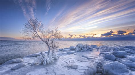 Ice Pond Shore And Tree Covered With Snow During Winter 4k 5k Hd Nature