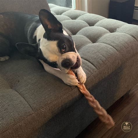 12 Inch Braided Bully Sticks Bully Bunches