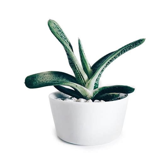 Adult Adhd Why Your Memory Sucks