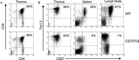 Constitutive Cd27cd70 Interaction Induces Expansion Of Effector Type T