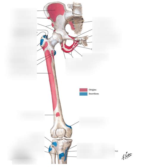 Iliopsoas Origin And Insertion