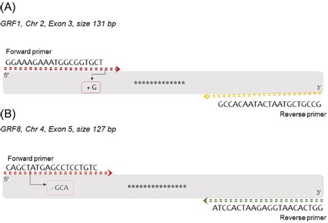Figure 2 From Specificity Testing For NGT PCR Based Detection Methods In The Context Of The EU