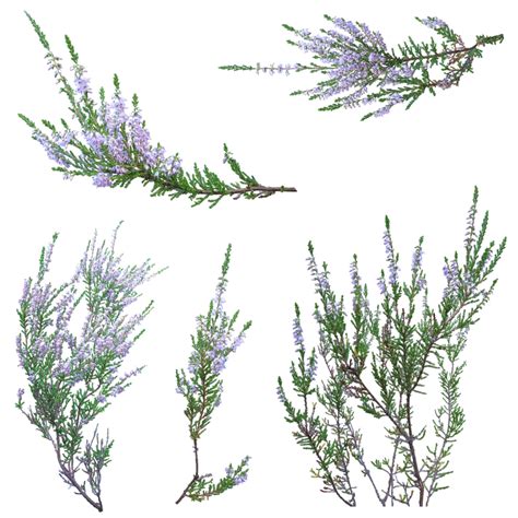 Heather Cutout Texture By Lauris71 On Deviantart