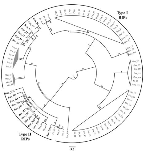 Figure S1 Maximum Likelihood Phylogenetic Tree Showing The Evolutionary