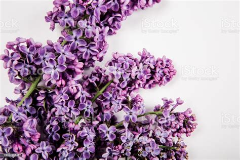 흰색 배경에 밝은 라일락 꽃의 가지 최소한의 스프링 컨셉 어머니의 날을 축하드립니다 0명에 대한 스톡 사진 및 기타 이미지 0명 5월 개화기 Istock