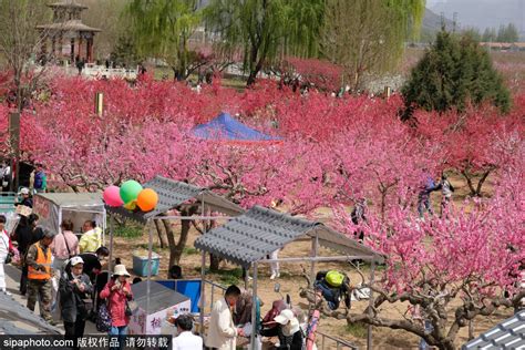 平谷桃花节
