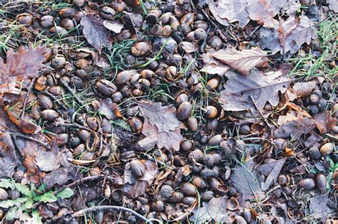 森林里的橡子和橡树叶