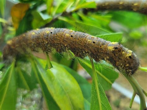 イワサキカレハ（幼虫）の写真・画像｜としとしweb昆虫図鑑