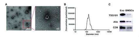 Characterization Of The Osteoinductive Exosome Oi Exo A Tem Download Scientific Diagram