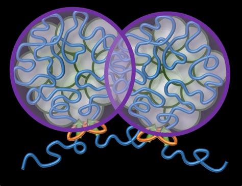 Three Dimensional Genome Organization Regulated By Active Loop Extrusion Center For