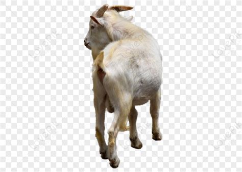 Goat Realistic Illustration Back View Vector Cattle And Sheep White Free Png And Clipart Image