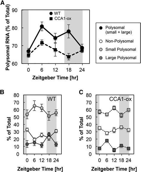 Polysome Loading Over A Diel Cycle Download Scientific Diagram