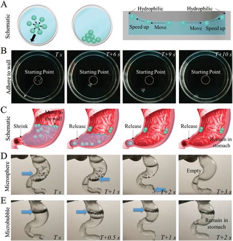 Characterization Of Microbubbles Cheerios Effect For Gastric Download Scientific Diagram