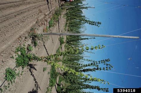 Garden Symphylan Scutigerella Immaculata Newport