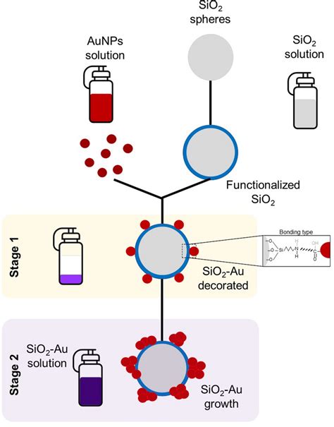 Schematic Synthesis Steps From Red Wine Aunps And Colorless Sio2
