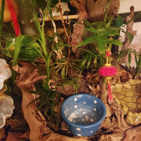 Bazelgeuse Hunts Her Next Meal Rreptiles