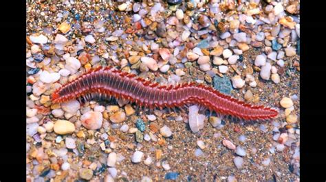 Phylum Anelida Youtube