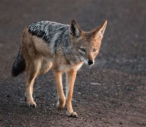 Black Backed Jackal Predators