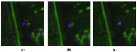 the pseudo color superposition of region a as shown in figure 4b a