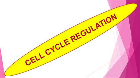 Cell Cycle Regulation Ppt Pptx Endocrine And Metabolic Diseases