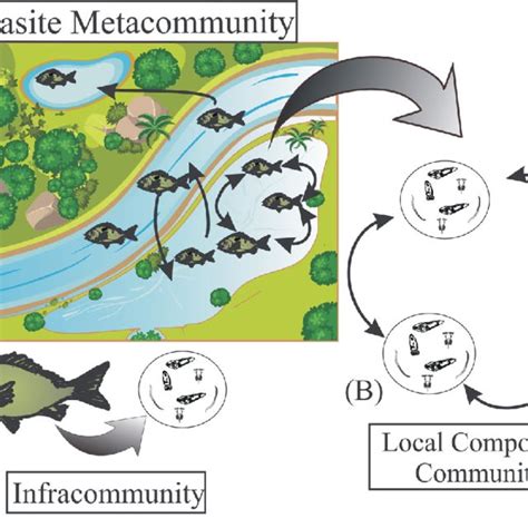 Results Of The Element Of Metacommunity Structure Analyses For