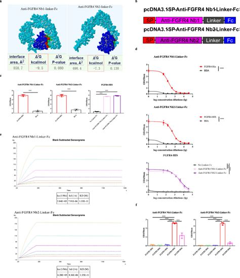 Development Of Nanobodies Targeting Hepatocellular Carcinoma And