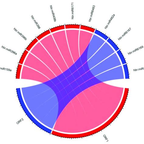 A Schematic Interaction Circos Map Representing The Rubber Tree Mirnas