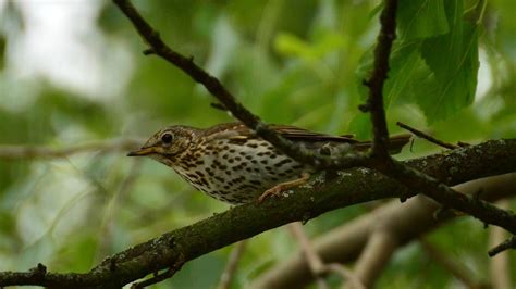3 000 Free Drozd Певчий And Song Thrush Images Pixabay