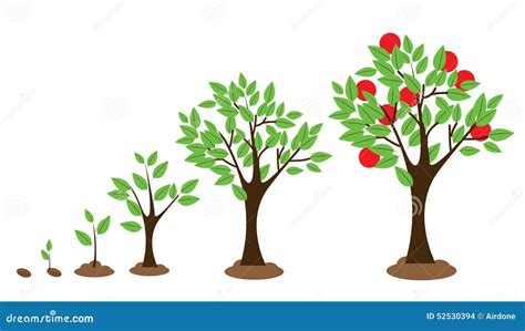 Tree Growth Stages Vector Sprouts And Trees 159080619
