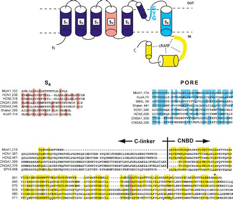 Cyclic Nucleotide Binding Semantic Scholar