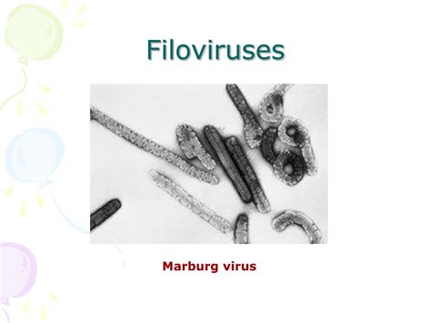 Ppt Classification Of Medically Important Viruses Powerpoint