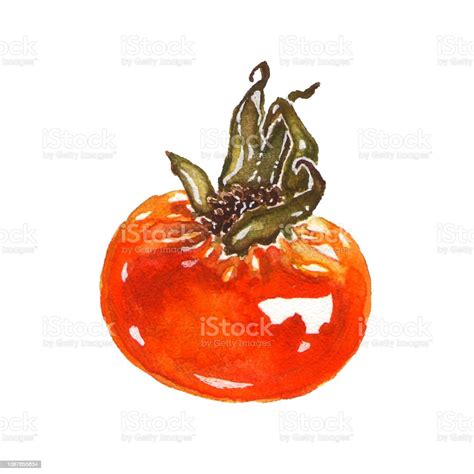 레드 로즈 베리 일러스트입니다 손으로 그린 수채화 와일드 로즈 힙 아트 흰색 배경에 고립 0명에 대한 스톡 벡터 아트 및 기타 이미지 0명 가을 건강관리와 의술