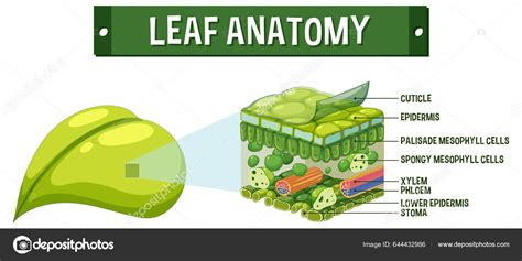 Internal Structure Leaf Diagram Illustration Stock Vector By ©interactimages 644432986