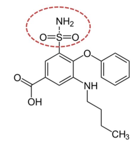 Diuretic Structures Flashcards Quizlet
