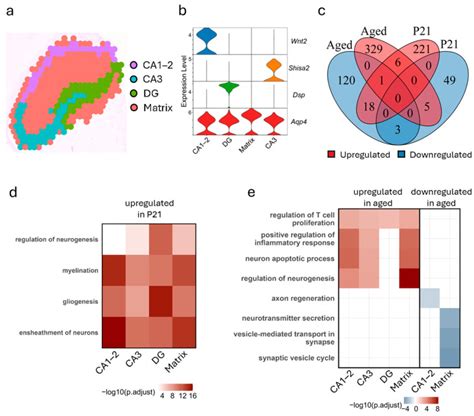 Spatial Transcriptomics Reveals Regional And Temporal Dynamics Of Gene