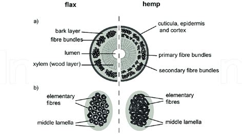 Structure Of Flax And Hemp Stem A Cross Section Of Stem B Fiber