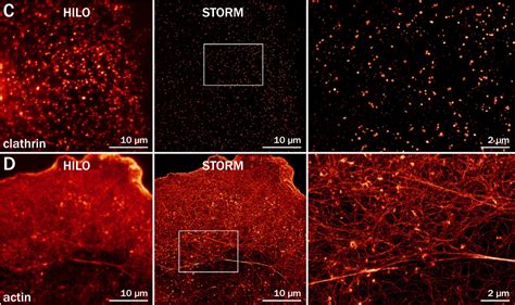 Article Out Tips And Tricks For Single Molecule Localization