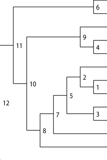 Dendrogram Of Genetic Distances Nei 1972 Ballian I Sur 2007 Download Scientific Diagram