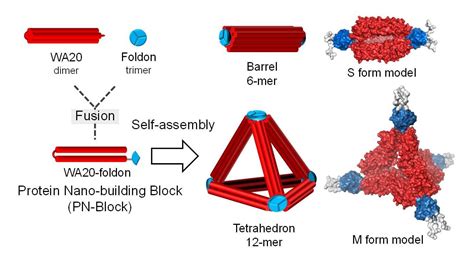 Examples Of Self Assembly In Nanotechnology At Leo Coughlan Blog