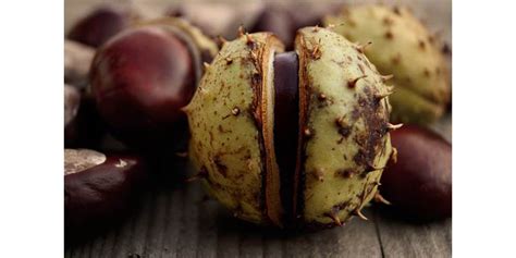 The Secret Sex Lives Of Crop Plants By John Warren Project Syndicate