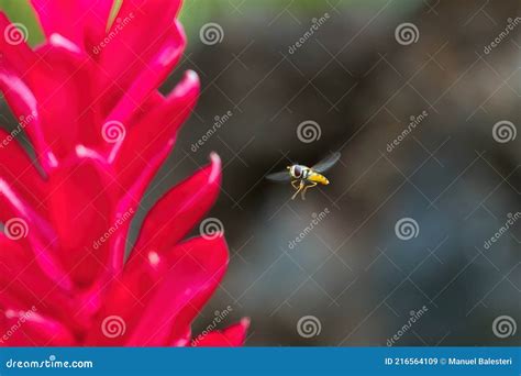 A Tiny Flying Insect Sitting On The Concrete Floor Royalty Free Stock