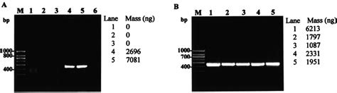 Optimization Of Cell Lysis Protocol For Direct Pcr Based Detection Of
