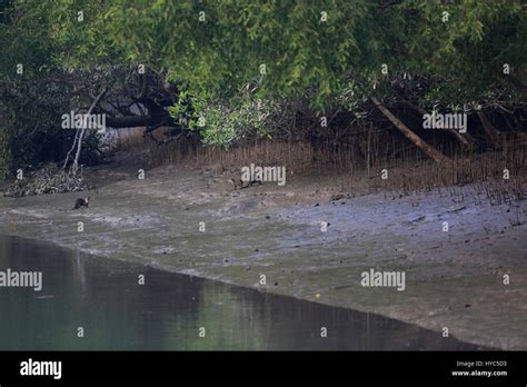 Otter Locally Called Udbiral At The Sundarbans A Unesco World Heritage