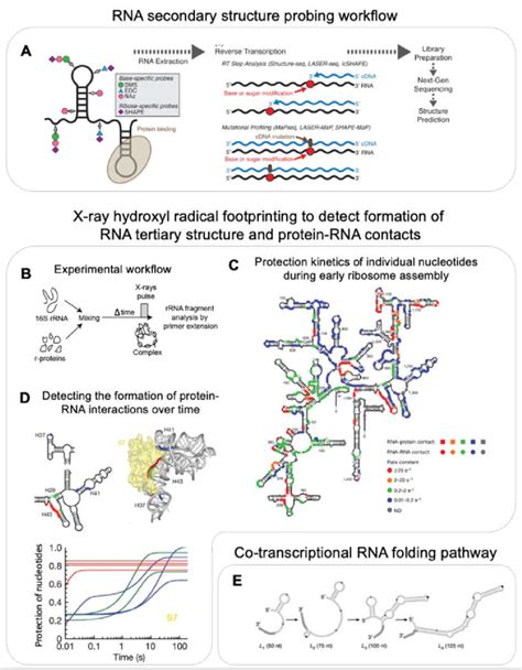 Rna Secondary Structure Determination Using Chemical Probing And