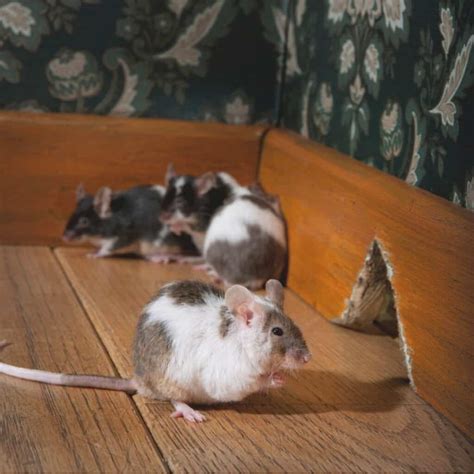 How To Catch A Mouse Fast Easy Ways How To Catch A Mouse Fast Easy Ways