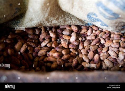 Cocoa Processing Hi Res Stock Photography And Images Alamy