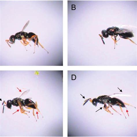 —bidirectional Selection For Gynandromorph Frequencies Mean